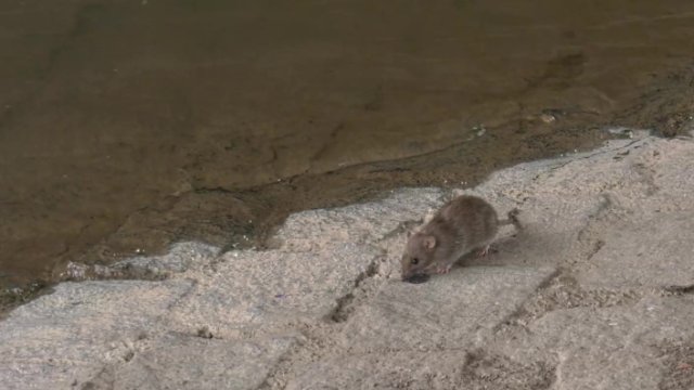 Ratten und „Ratten der Lüfte“ - tvM Meissen Fernsehen